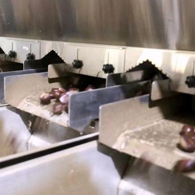 China 2 Tons Hourly Capacity Inshell Chestnut Sorting Machine Labor Saving for sale