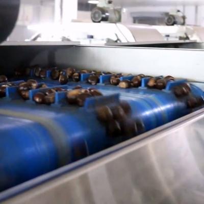 China 2 Tons Hourly Capacity Inshell Chestnut Sorting Machine Labor Saving for sale