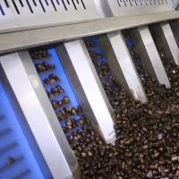 China Food Grade Inshell Chestnut Sorting Machine 6 Channels for sale