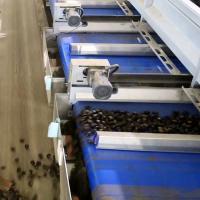 China Food Grade Inshell Chestnut Sorting Machine 6 Channels for sale