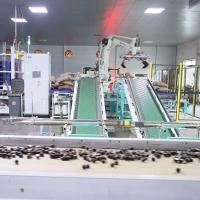 China Food Grade Inshell Chestnut Sorting Machine 6 Channels for sale