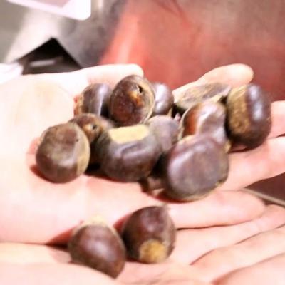China Edelstahl Inshell-Kastanien-sortierende Maschine mit 2,5 Tonnen Kapazitäts- zu verkaufen