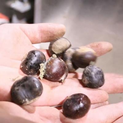China Economic Large Capacity Inshell Chestnut Sorting Machine With 8 Exits for sale