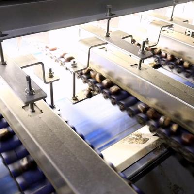 China Economic Large Capacity Inshell Chestnut Sorting Machine With 8 Exits for sale