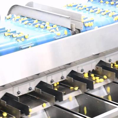 Китай Машина обстреливаемая высокой эффективностью каштана гайки сортируя 2 Ton/H продается