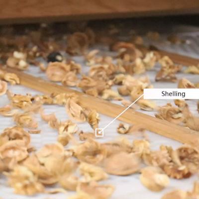 Cina Noce del commestibile di acciaio inossidabile che sguscia macchina 380V 2 tonnellate di uscita in vendita