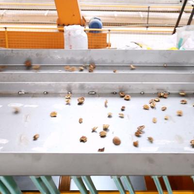Cina Noce del commestibile di acciaio inossidabile che sguscia macchina 380V 2 tonnellate di uscita in vendita