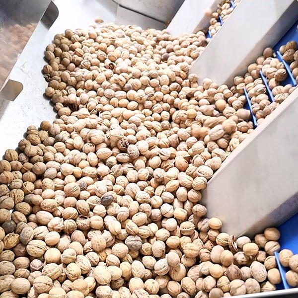 380V 8 Channels Electrical Walnut Shelling Machine CE Approved Capable 1-2 Tons