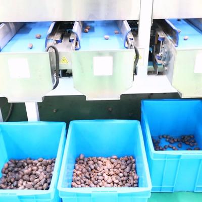 Cina l'alimentazione 380V 8 incanala 2 tonnellate della capacità del pecan di CE del selezionatore certificato in vendita
