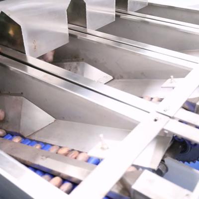 Китай 8 CE сортируя машины пекана выходов 380V одобрил емкость 1 тонны продается