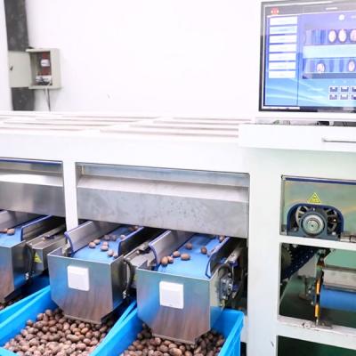China Ausgänge 380V 8 CER anerkannte Pekannuss-sortierende Maschine 1 Ton Capacity zu verkaufen