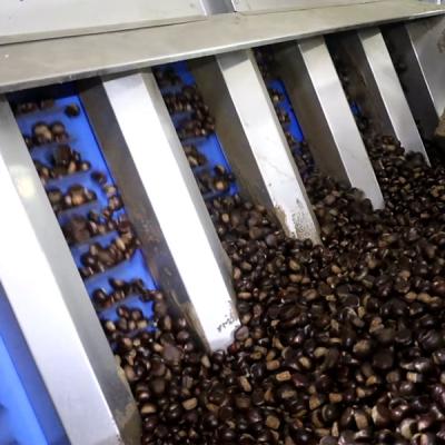 China Electric Intelligent Chestnut Sorting Machine 380V Nuts Grading Machine for sale