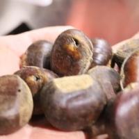 China Electric Intelligent Chestnut Sorting Machine 380V Nuts Grading Machine for sale