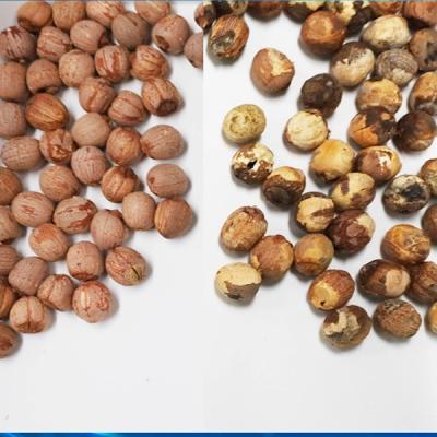 China Machine 8 van Lotus Seed Sorting And Grading van het 360 Graad Rotatieaftasten Kanalen Te koop