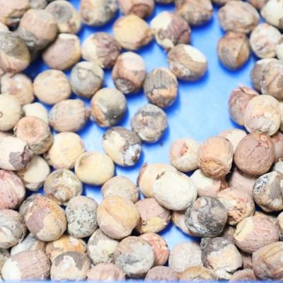 China Machine 8 van Lotus Seed Sorting And Grading van het 360 Graad Rotatieaftasten Kanalen Te koop