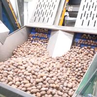 China 8 Channels Nuts Sorting Machine 380V Pecans Sorting And Grading Machine for sale