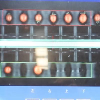 China Roestvrij staal Mechanisch Cherry Tomatoes Sorting Grading Machine 8 Kanalen 380V Te koop