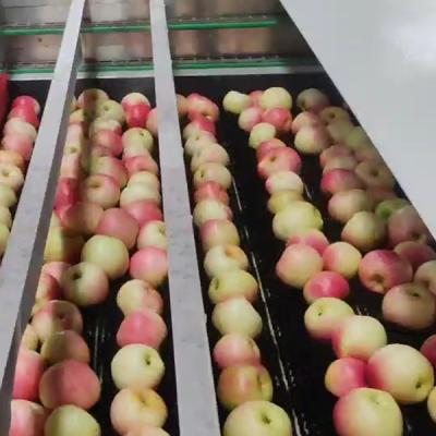 China Preto mecânico de Apple que classifica e exploração rotatória da máquina de classificação 360° à venda