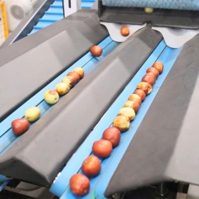 China 8 rijstroken 380V Dates Fruit Sortering Grading Machine Computer Control Te koop