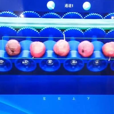 China Computer Control Fruit Sorting Machine 6 Lanes Hawthorns White Grading Machine 380V for sale