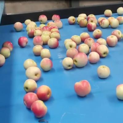 Cina 380V Grande uscita Intelligente Macchine meccaniche di ordinamento e classificazione delle mele 6 canali in vendita