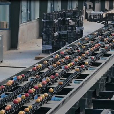 Cina 380V Grande uscita Intelligente Macchine meccaniche di ordinamento e classificazione delle mele 6 canali in vendita