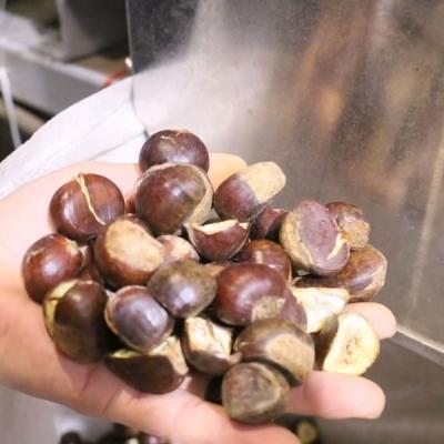 Cina Macchina per la selezione delle castagne in acciaio inossidabile Capacità 1500 kg/h Per uso industriale in vendita