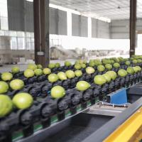 China Automatic PLC Control Fruit Sorting Machine For Lemons Sorting for sale