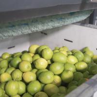 China Automatic PLC Control Fruit Sorting Machine For Lemons Sorting for sale