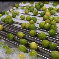 China Automatic PLC Control Fruit Sorting Machine For Lemons Sorting for sale