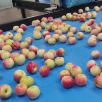 China Automatic Apples Sorting Machine 50 - 150mm For Fruit Size Sorting for sale