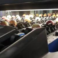China 220V / 50Hz Automatic Apple Sorting Machine Electronic Weighing System for sale