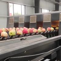 China 220V / 50Hz Automatic Apple Sorting Machine Electronic Weighing System for sale