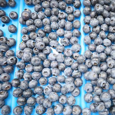 Cina PLC Control Blueberry Sorting Machine per applicazioni industriali in vendita