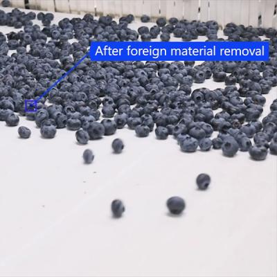 China PLC-besturingssysteem Blauwe bessen Fruitsorting Machine 380V 99,9% nauwkeurigheid Te koop