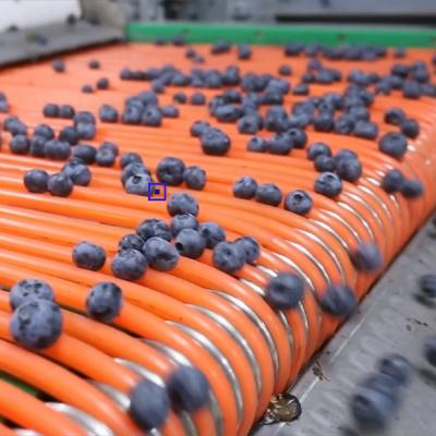 China PLC-besturingssysteem Blauwe bessen Fruitsorting Machine 380V 99,9% nauwkeurigheid Te koop