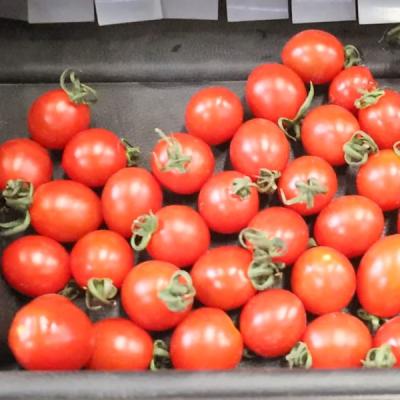 Китай Машина для сортировки фруктов 380 В / 50 Гц продается