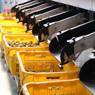 Китай Управление ПЛК Apex Fruit Sorting Machine с точностью 99,9% для кумкватов продается