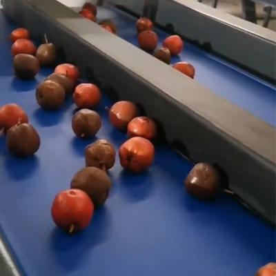China 990,9% nauwkeurige Hawthorn sorteermachine voor productie-assistentie Te koop