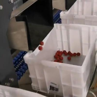 Cina PLC Control Hawthorn Sorting Machine per applicazioni automatizzate e prestazioni affidabili in vendita