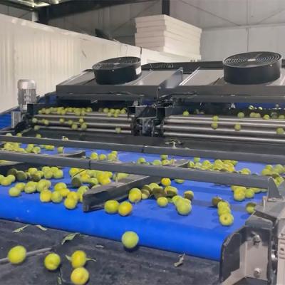 中国 ステンレス鋼のプラムを分類する機械 販売のため