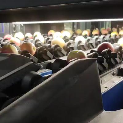 China Alta precisão 99,9% Máquina de triagem de maçã aço inoxidável 380V à venda