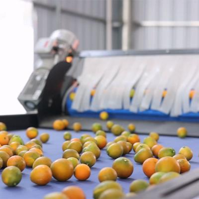 China Máquina de triagem de Kumquat de aço inoxidável 380V / 50Hz controlada por computador à venda