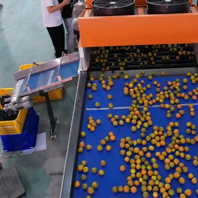 China Máquina de triagem de Kumquat inteligente de 380 V 99,9% de precisão à venda