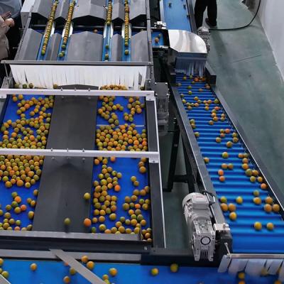 Китай 380 В Интеллектуальная сортировка кумкватов 99,9% точность продается