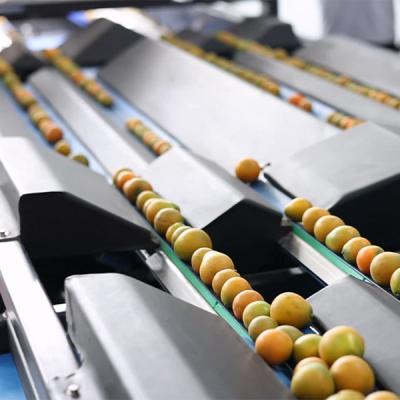 China Máquina de triagem automática de Kumquat de aço inoxidável, com digitalização por rotação a 360 graus à venda