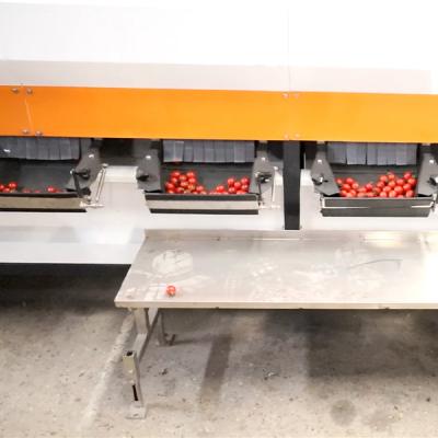 China PLC Control 380V Automatic Sorting Machine For Cherry Tomato for sale