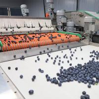 China 380V / 50Hz Automatic Blueberry Sorting Machine With 99.9% Accuracy for sale