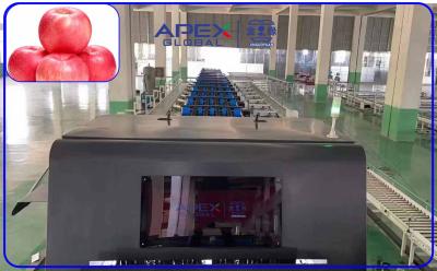 China Máquina de triagem de maçã de aço inoxidável Controle PLC com 10 canais à venda