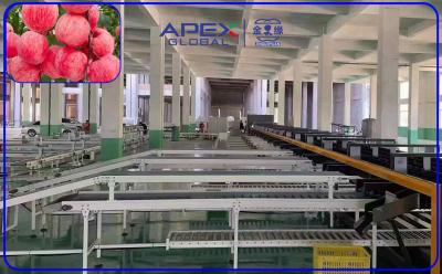 China 360 Degree Rotational Scanning Apple Sorting Machine Computer Control for sale